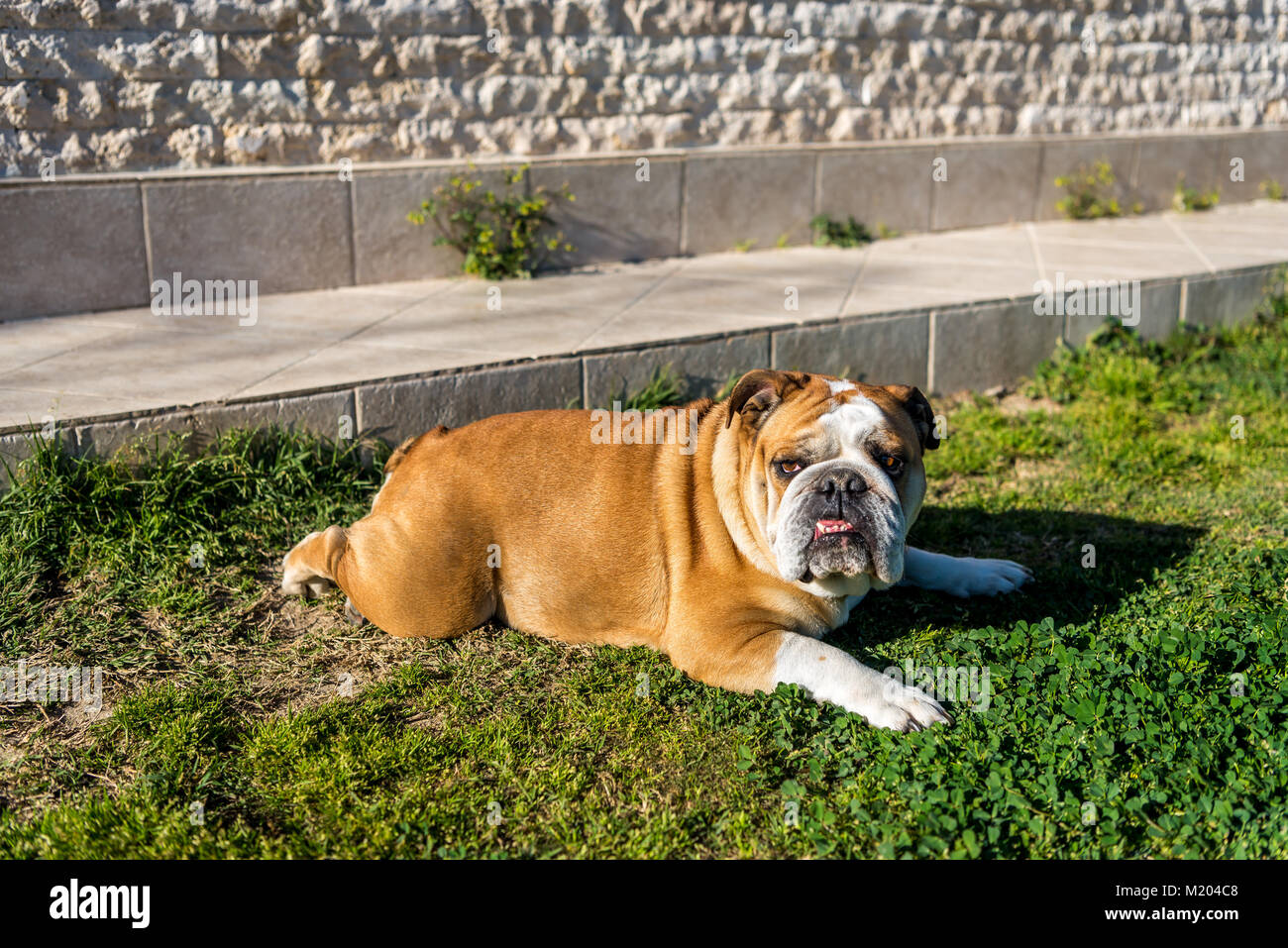 Tired Puppy Bulldog