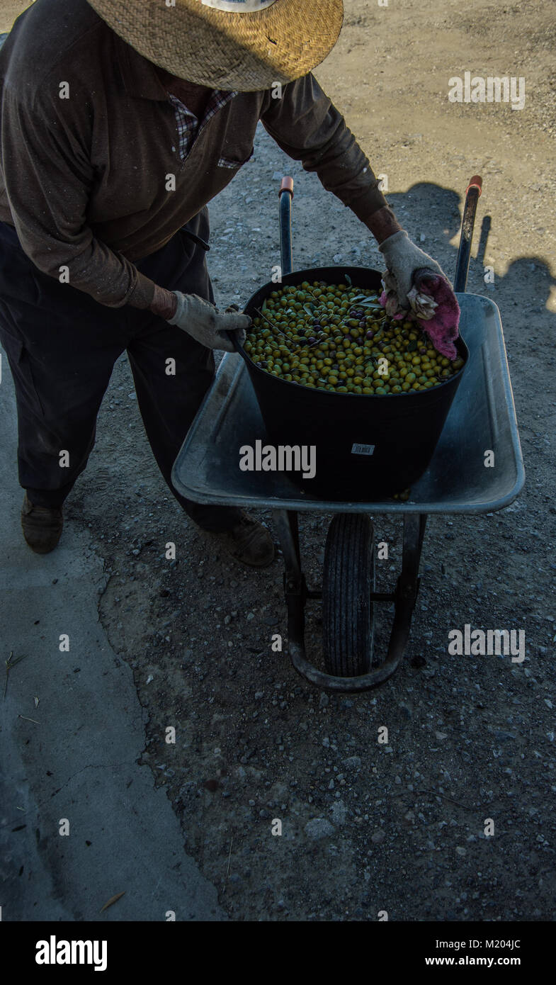 Man picking up a big bucket full of green olives from a hand cart ...