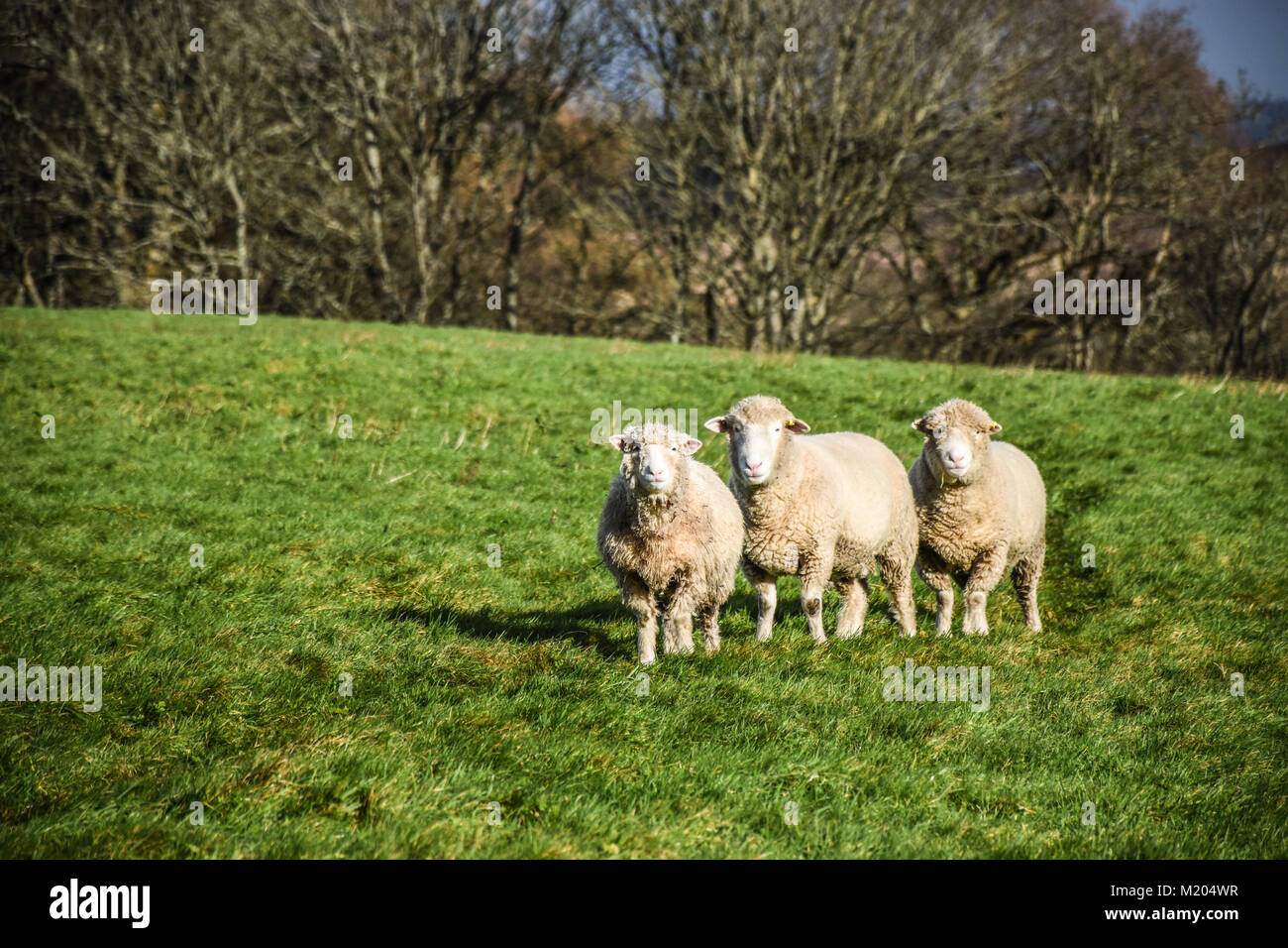 Trio of sheep hi-res stock photography and images - Alamy