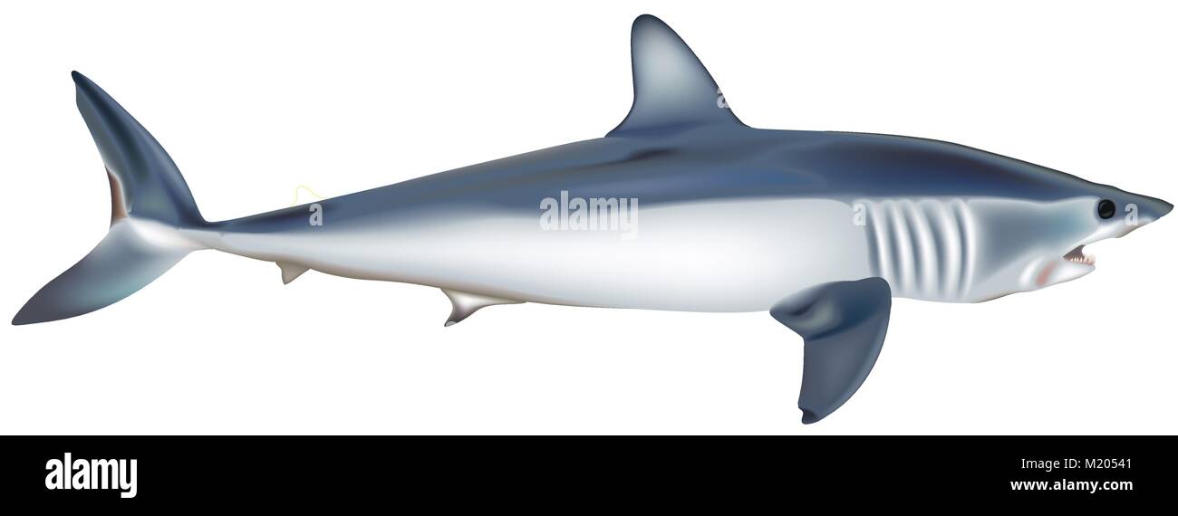 Shortfin Mako Shark Stock Vector Image & Art - Alamy