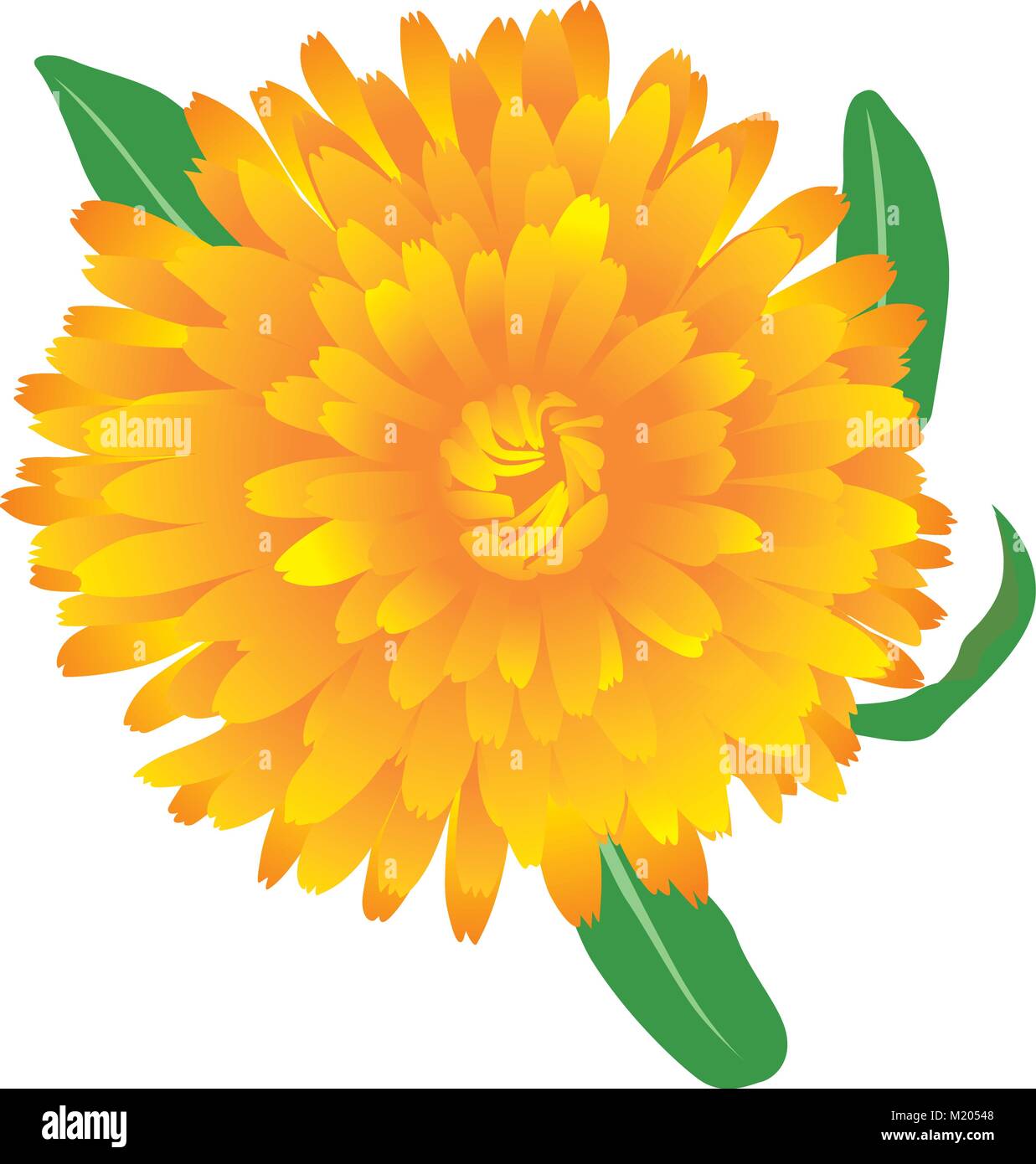 Marigold officinalis Stock Vector Images - Alamy