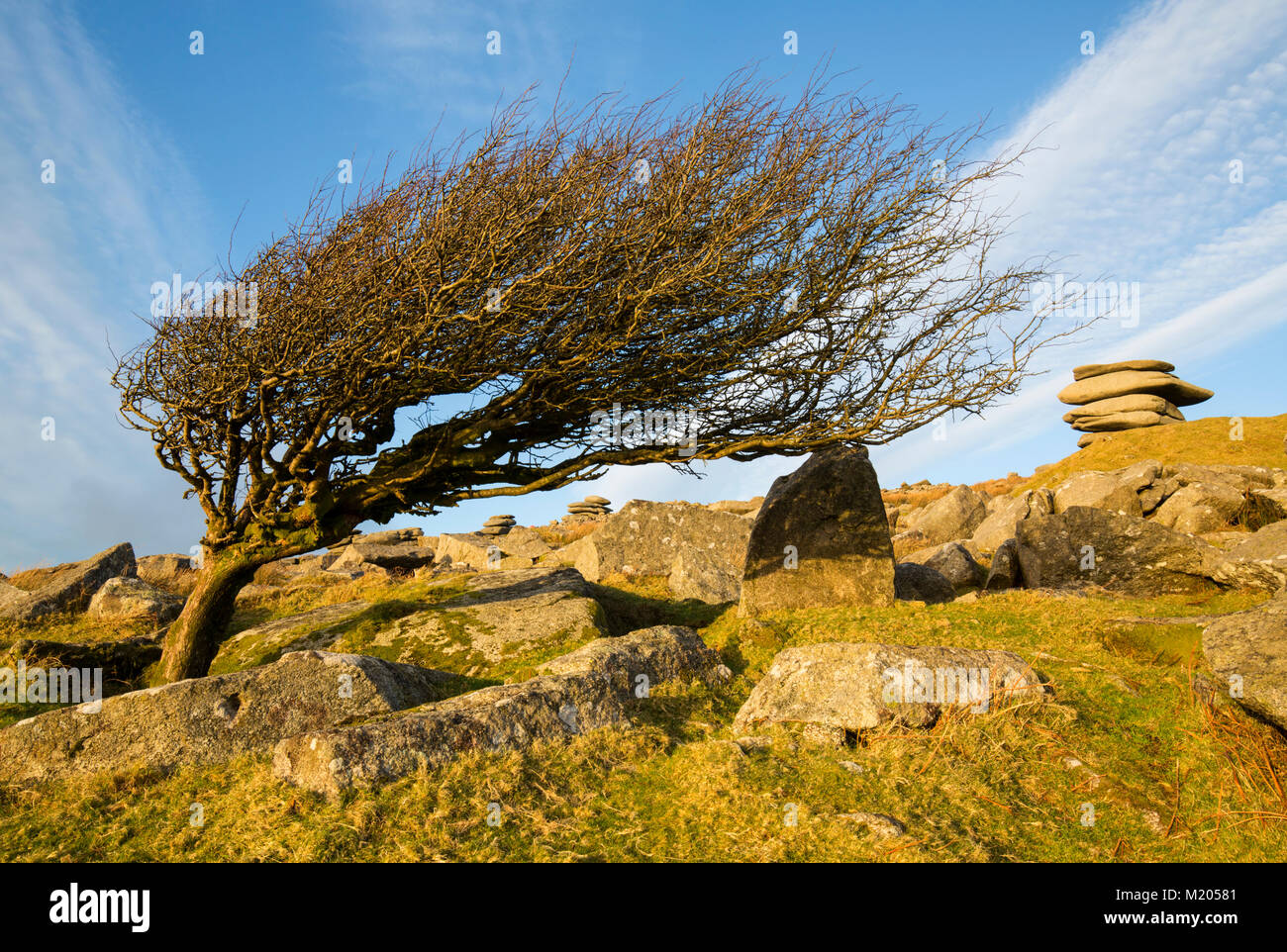 Iconic hawthorn tree of the slopes of Stowes Hill on Bodmin Moor ...