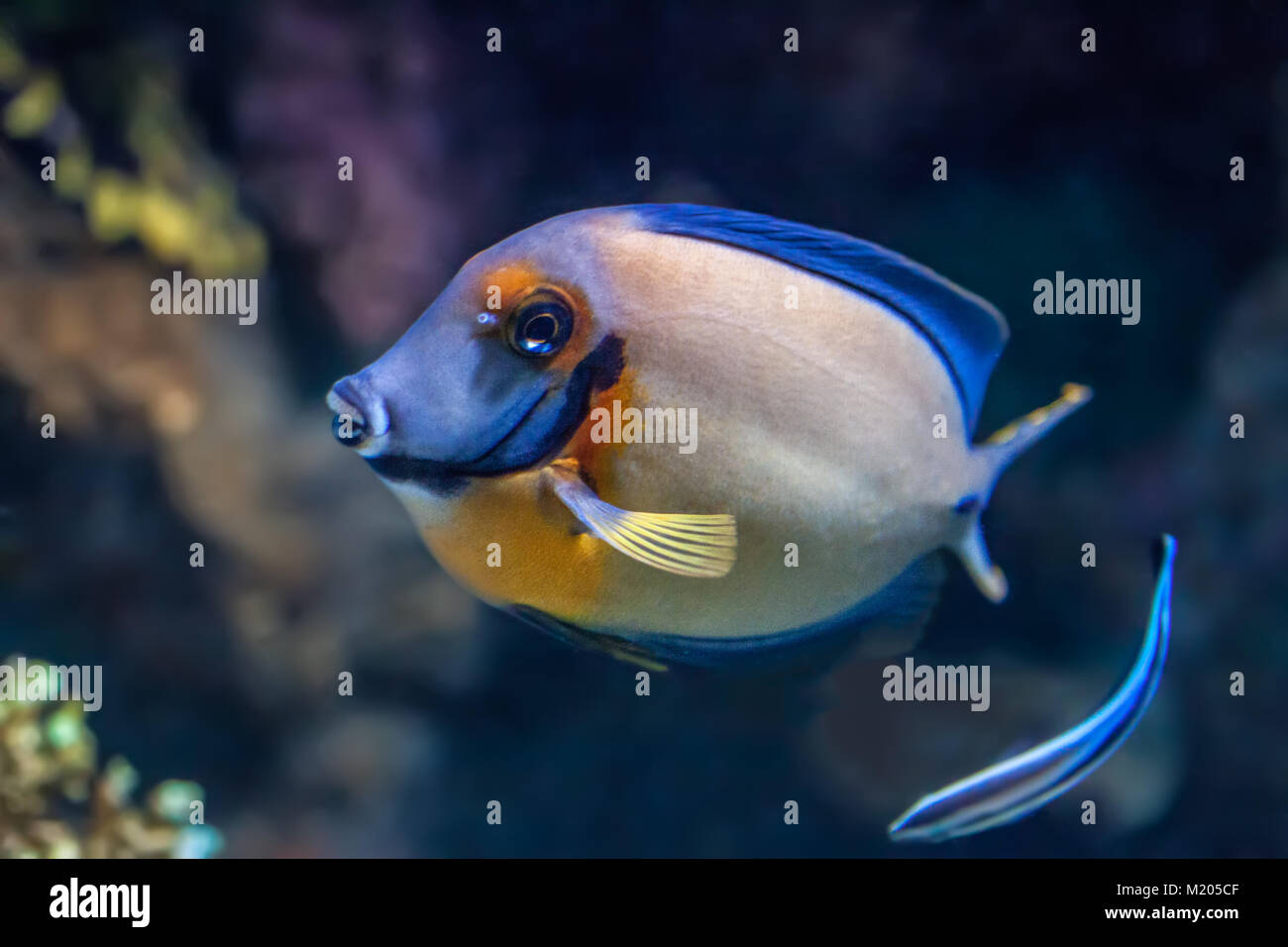 Mimic tang fish and a cleaner wrasse swimming to front of the aquarium ...