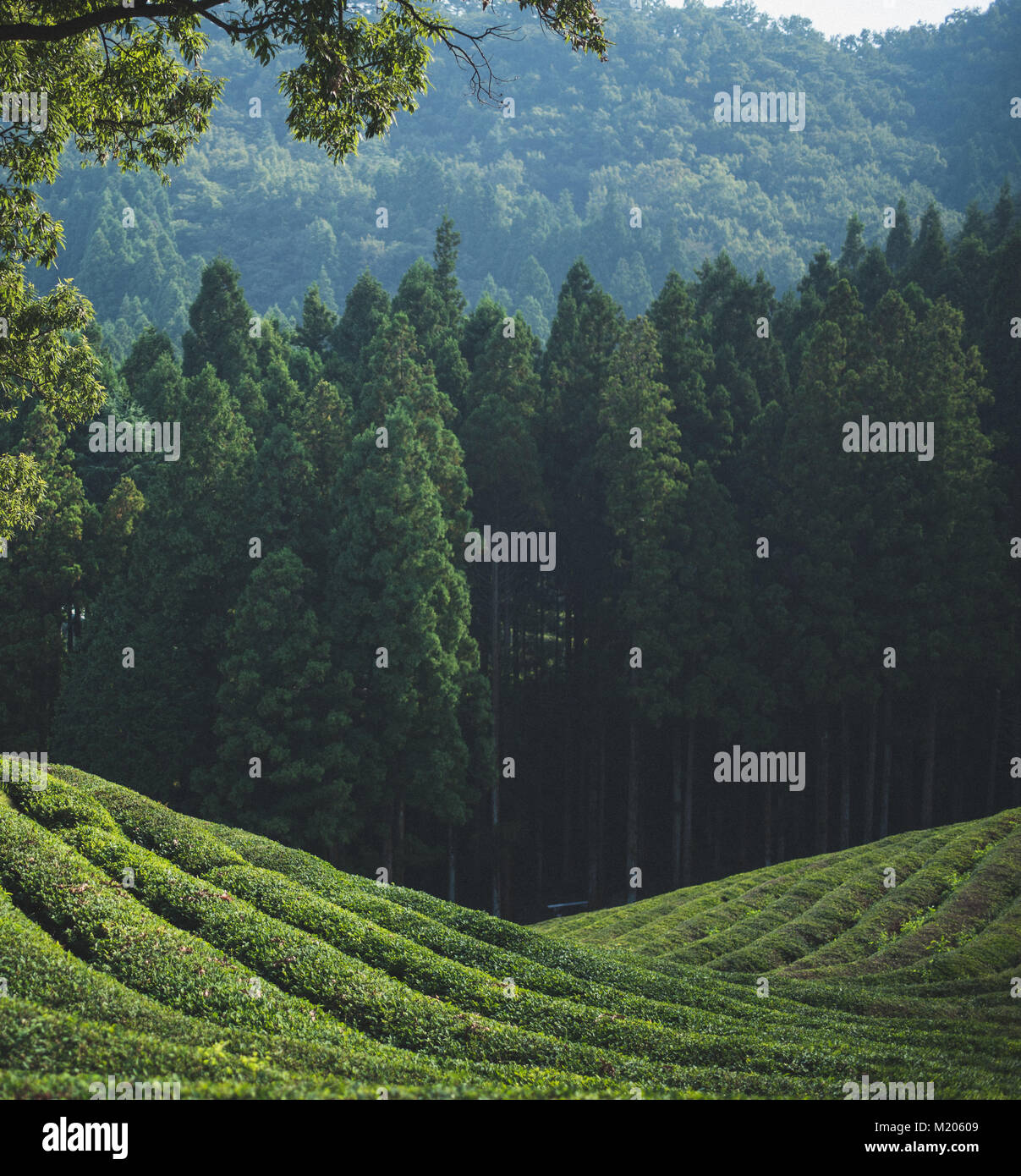 Amongst the green tea plants at Boseong Tea Plantation, South Korea ...