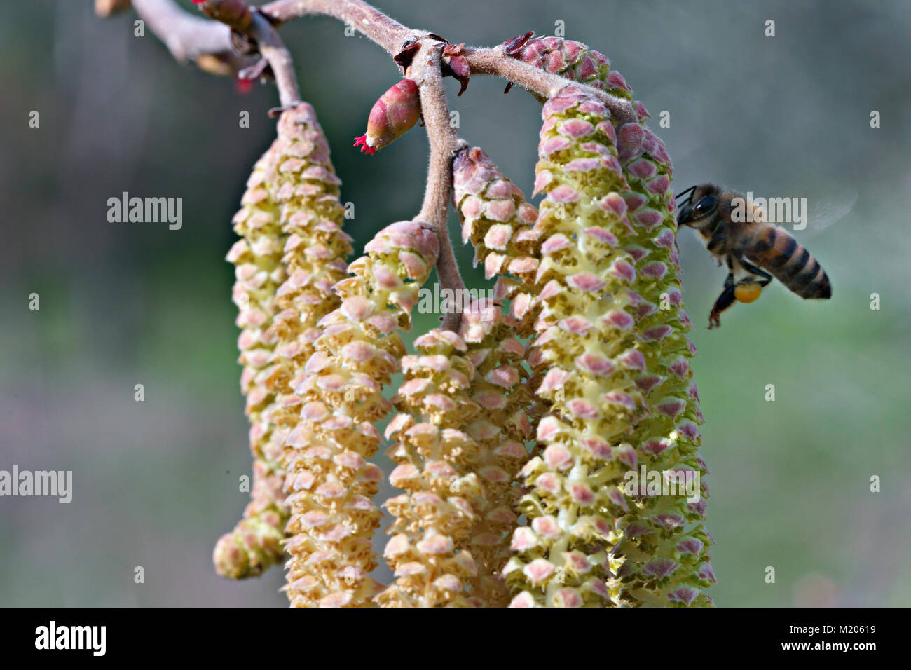 Italian honey bees hi-res stock photography and images - Alamy
