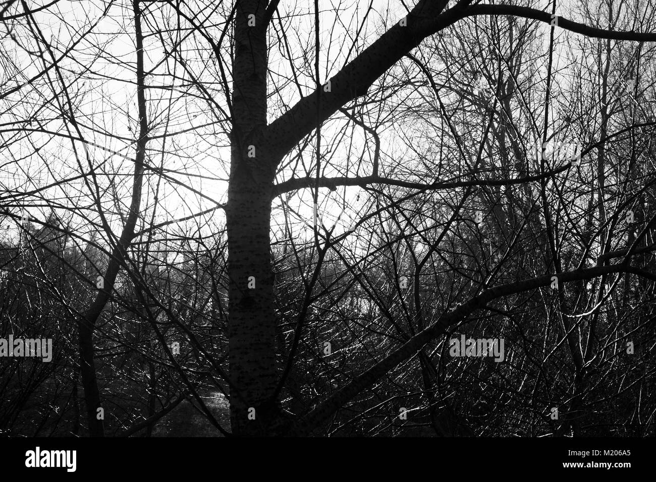 Tangle art hi-res stock photography and images - Alamy