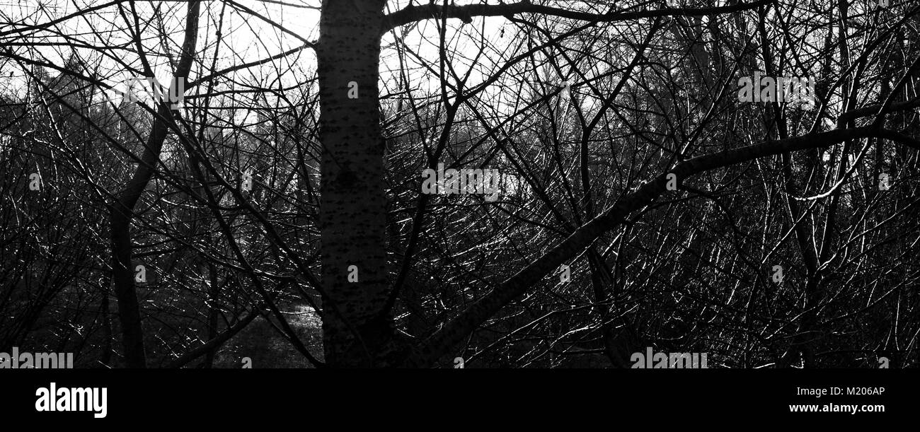 Tangle of branch Stock Photo - Alamy