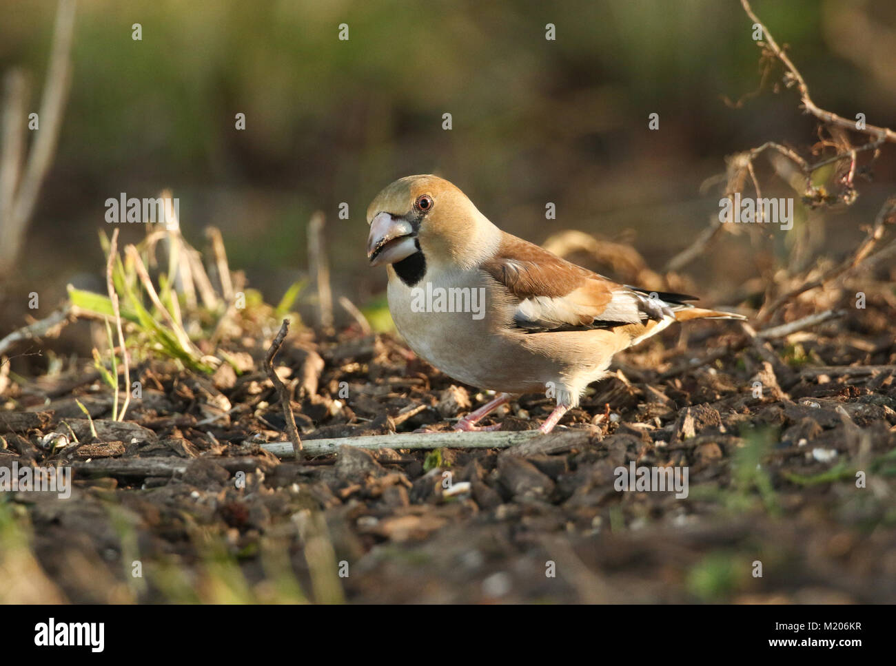 A stunning rare Hawfinch (Coccothraustes coccothraustes) feeding in the ...