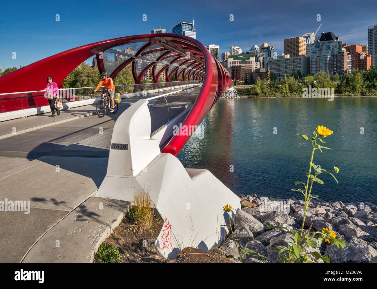 Peace Bridge, sunflower, bikers and walkers at pedestrian bridge over ...