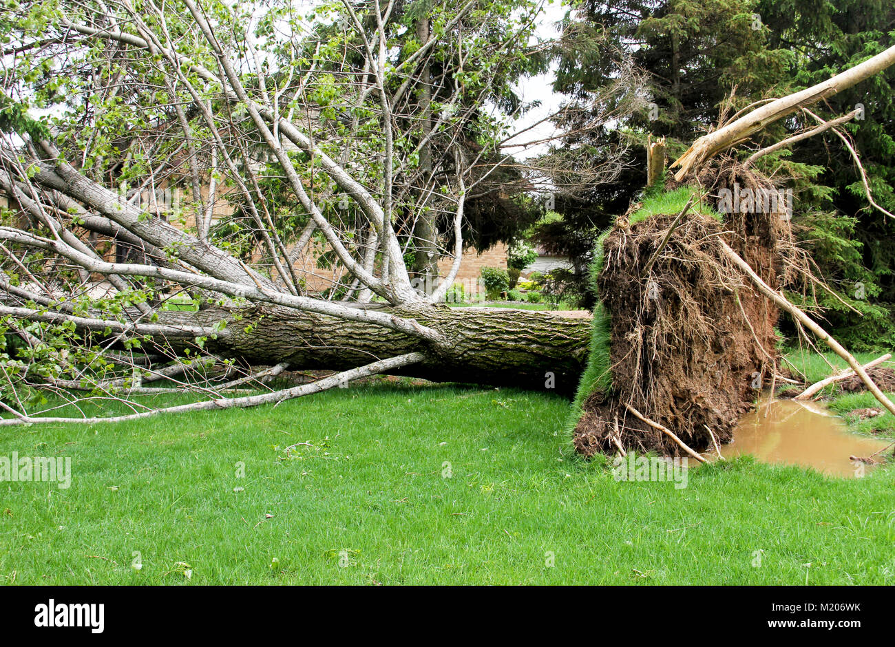 High wind storm hi-res stock photography and images - Alamy