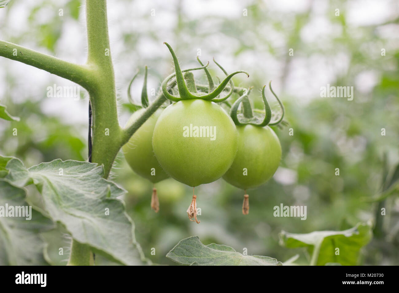 Beautiful tomatoes grown in a greenhouse. Gardening tomato photograph ...