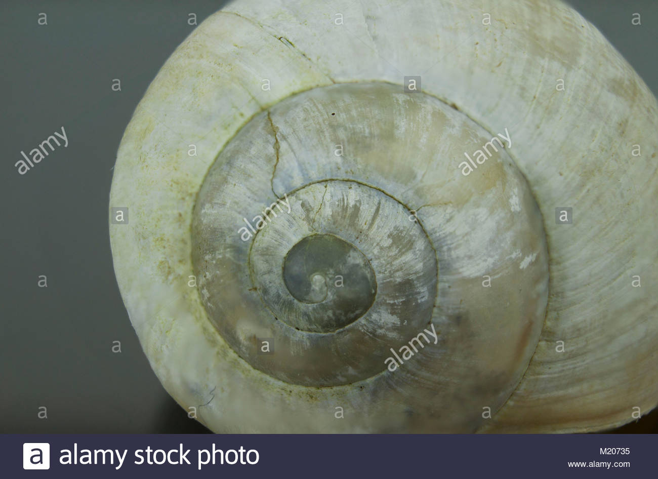 Conch Logo High Resolution Stock Photography and Images - Alamy