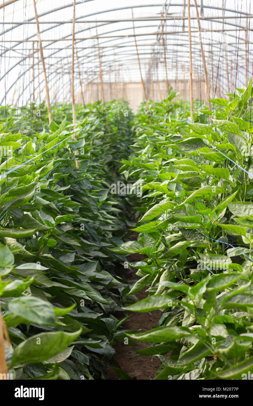 Organic hydroponic vegetable cultivation farm at countryside, jordan ...