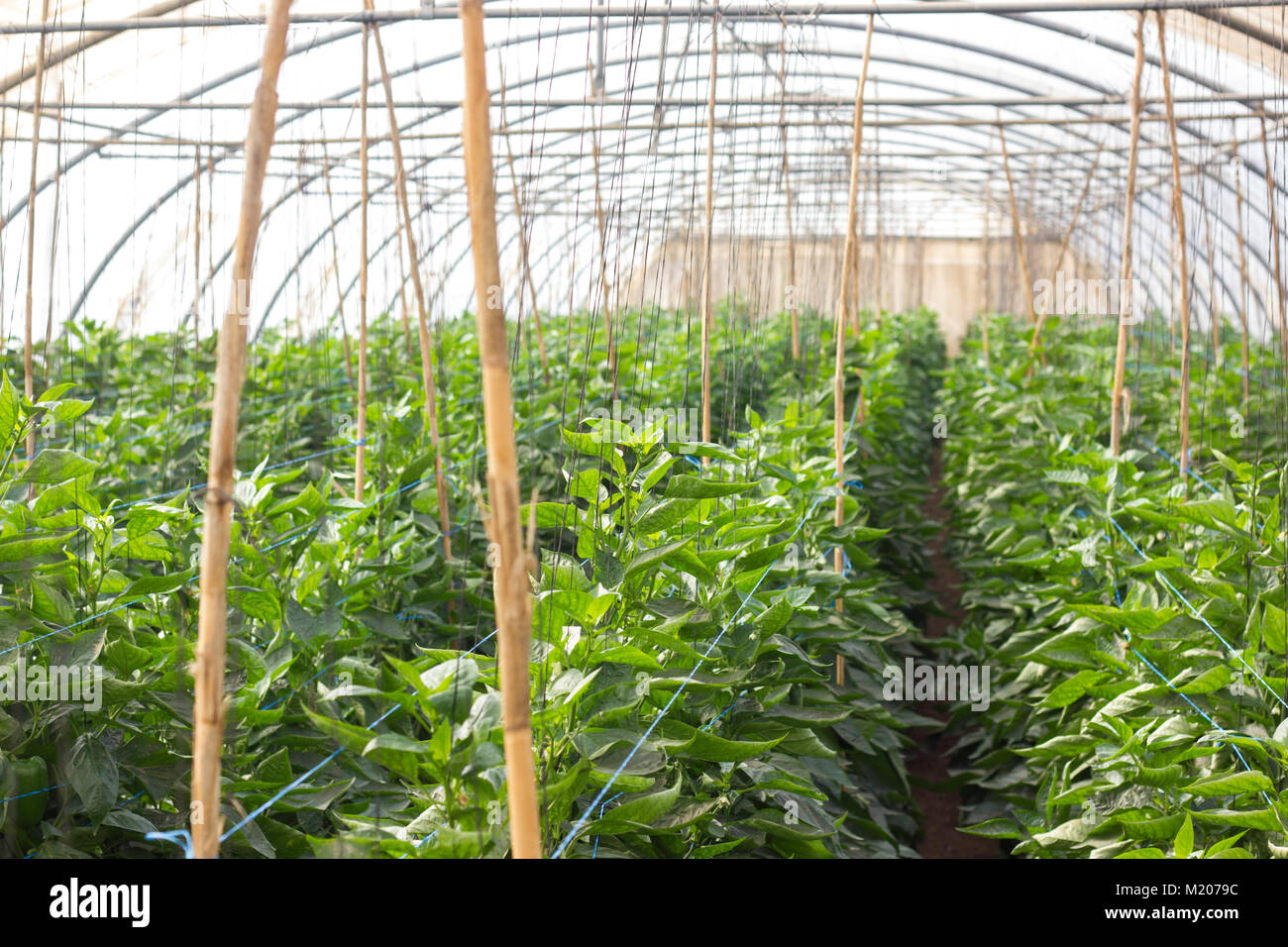 Agriculture jordan field green hi-res stock photography and images - Alamy