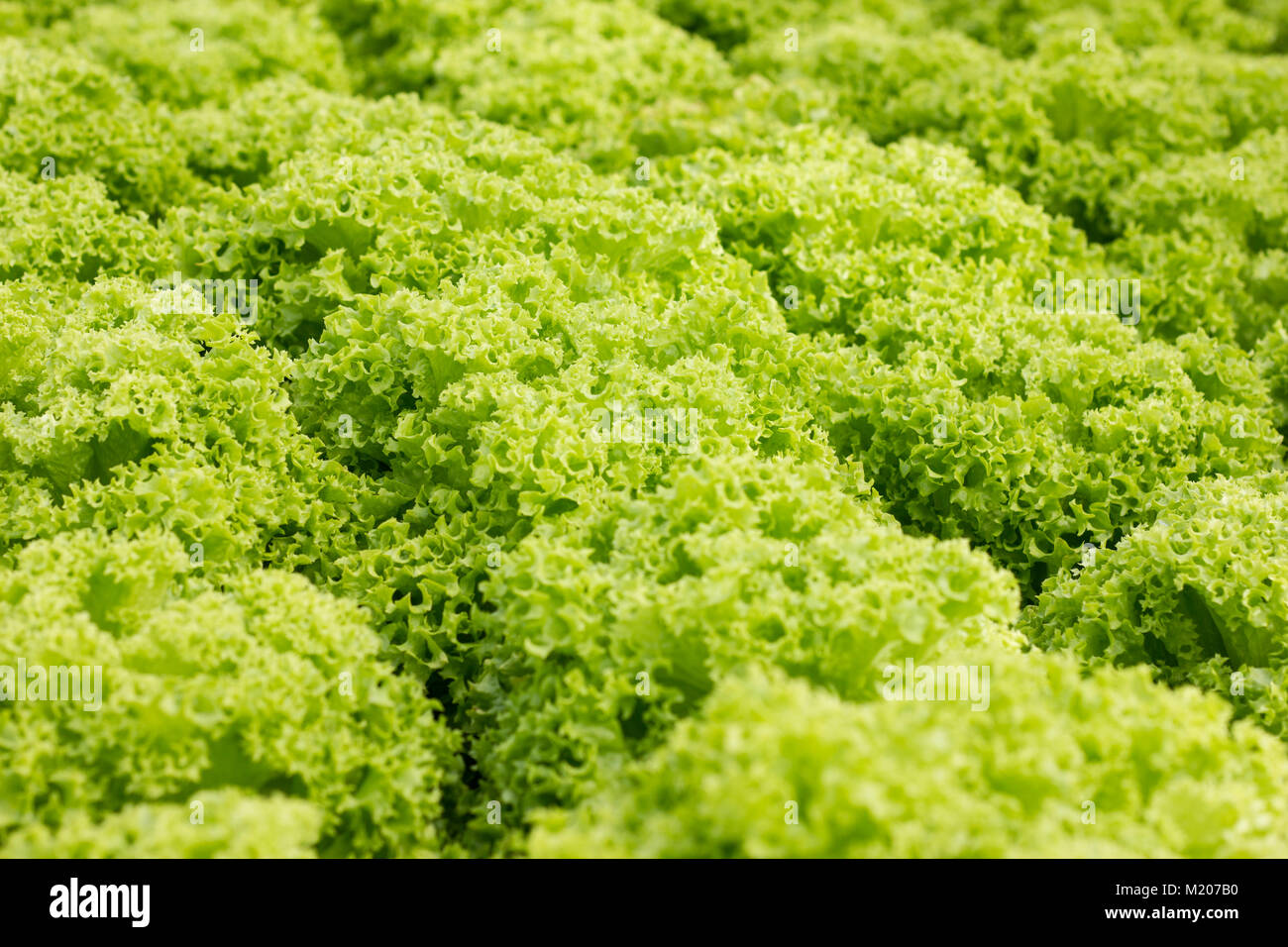 Organic hydroponic vegetable cultivation farm at countryside, jordan ...