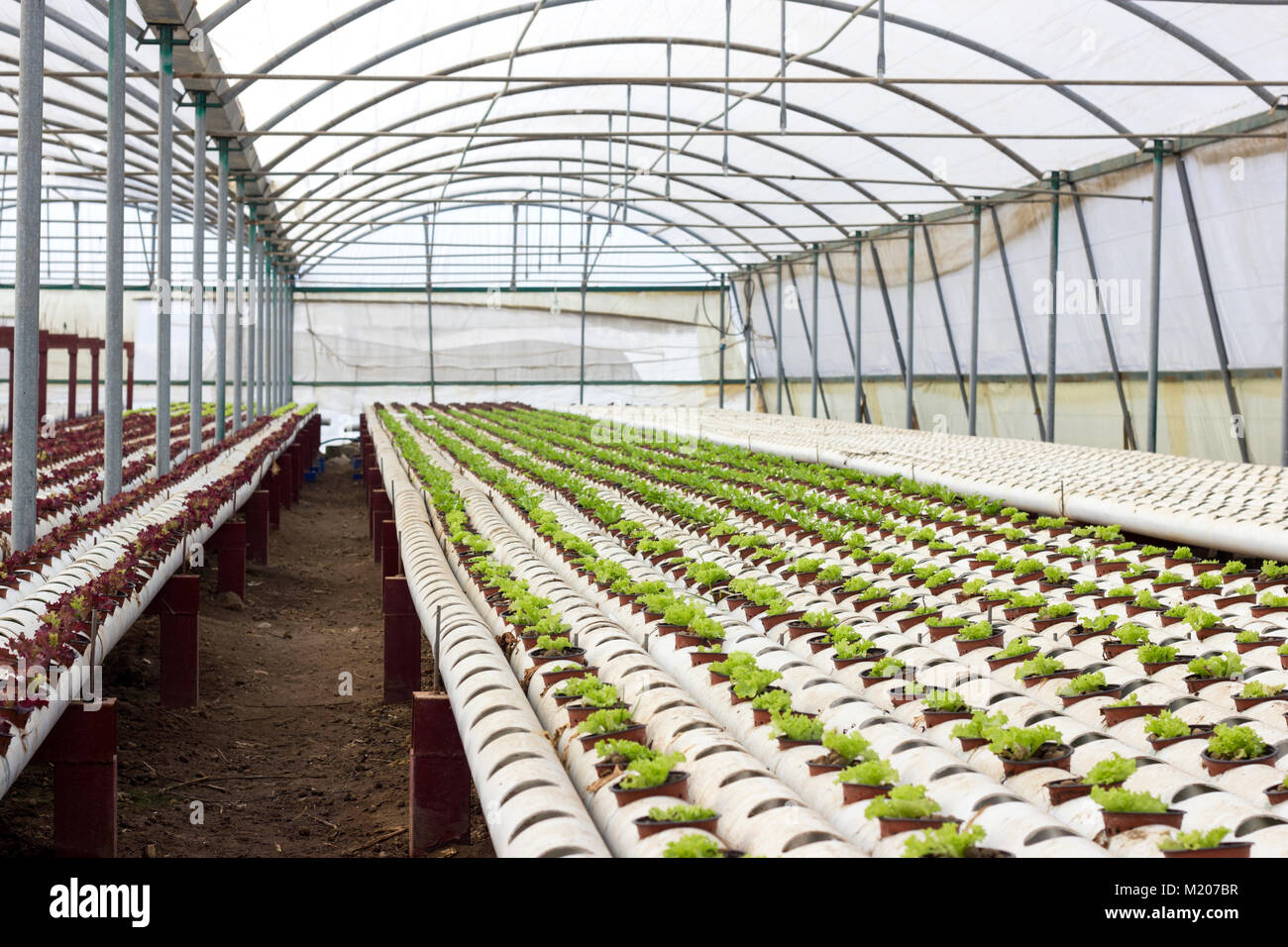 Organic hydroponic vegetable cultivation farm at countryside, jordan ...