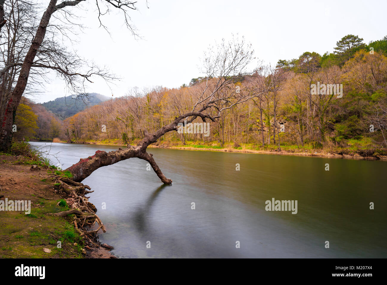 Long exposure forest view with silky river and dynamic colored forest ...