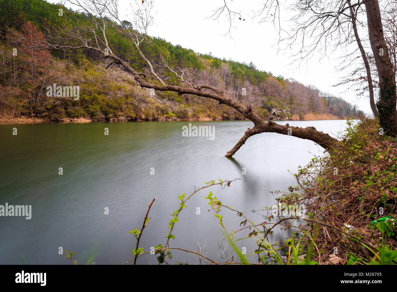 Long exposure forest view with silky river and dynamic colored forest ...