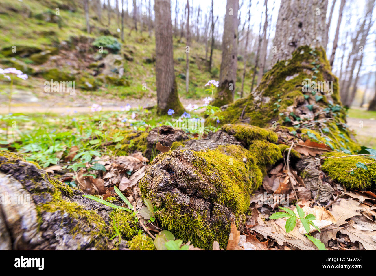 Long exposure forest view with silky river and dynamic colored forest ...