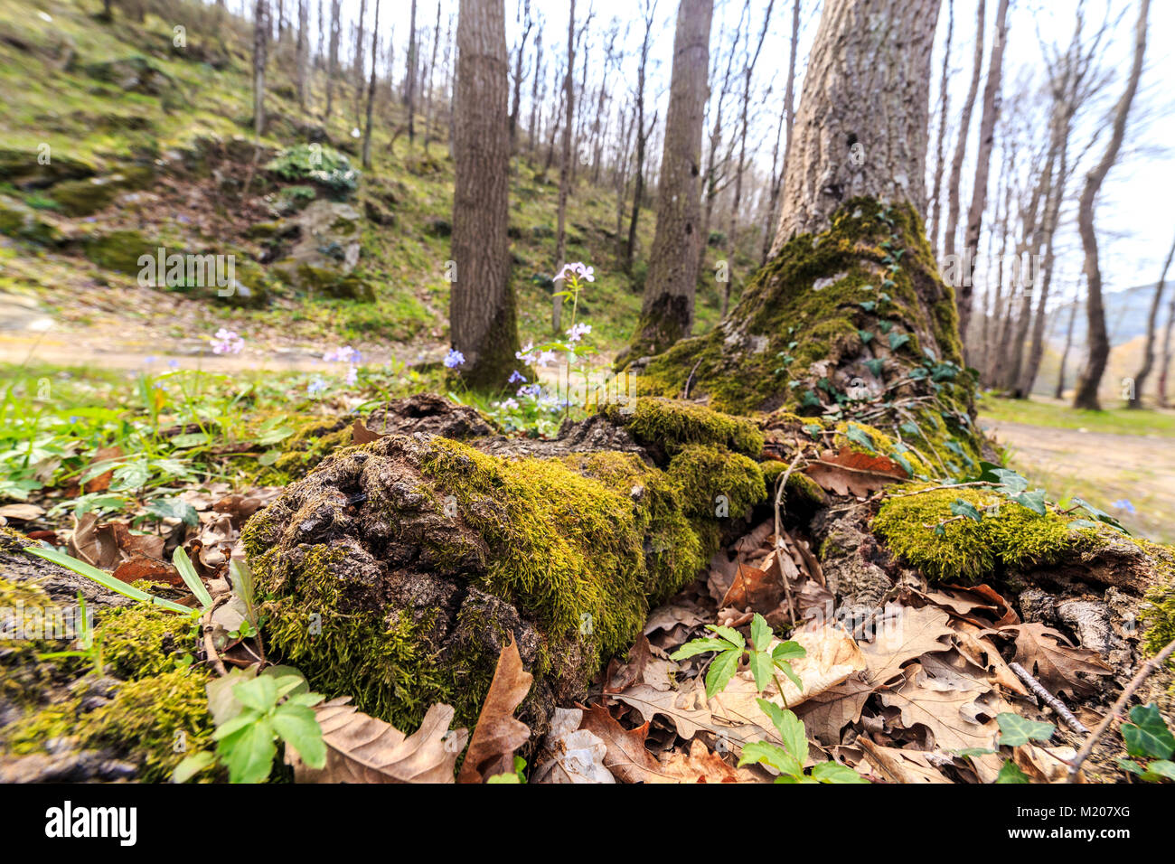 Long exposure forest view with silky river and dynamic colored forest ...