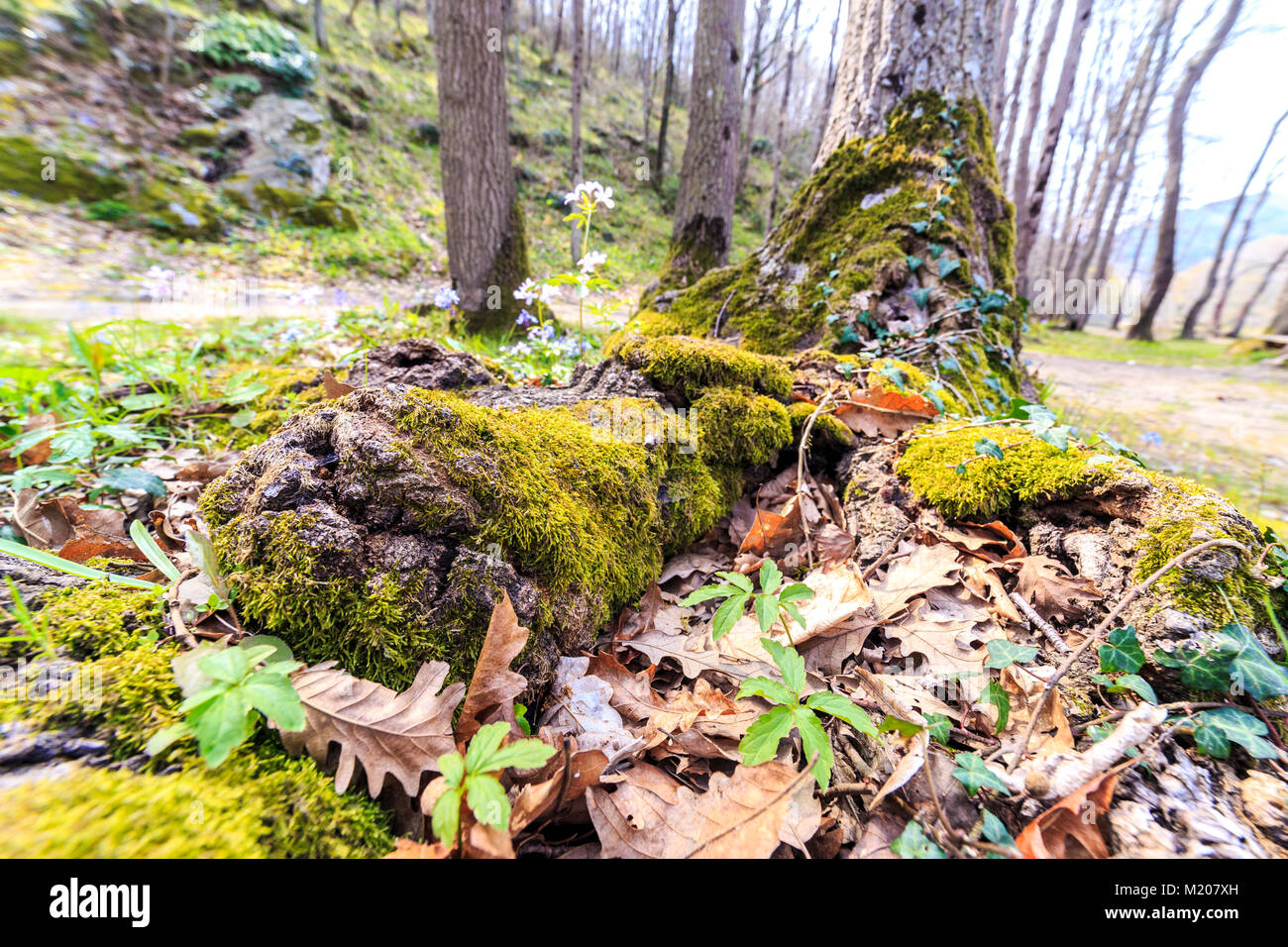 Long exposure forest view with silky river and dynamic colored forest ...