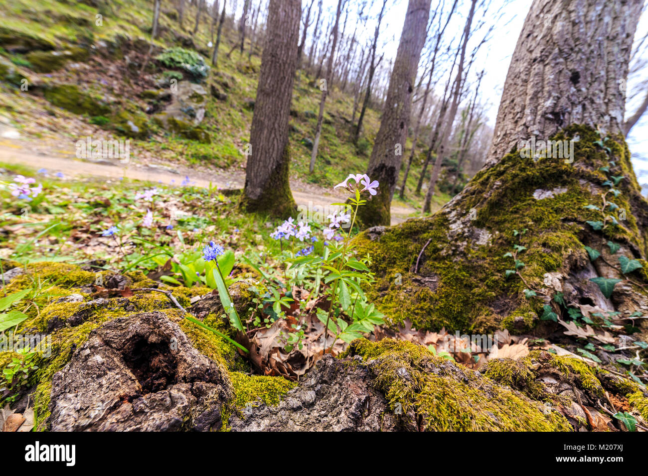 Long exposure forest view with silky river and dynamic colored forest ...