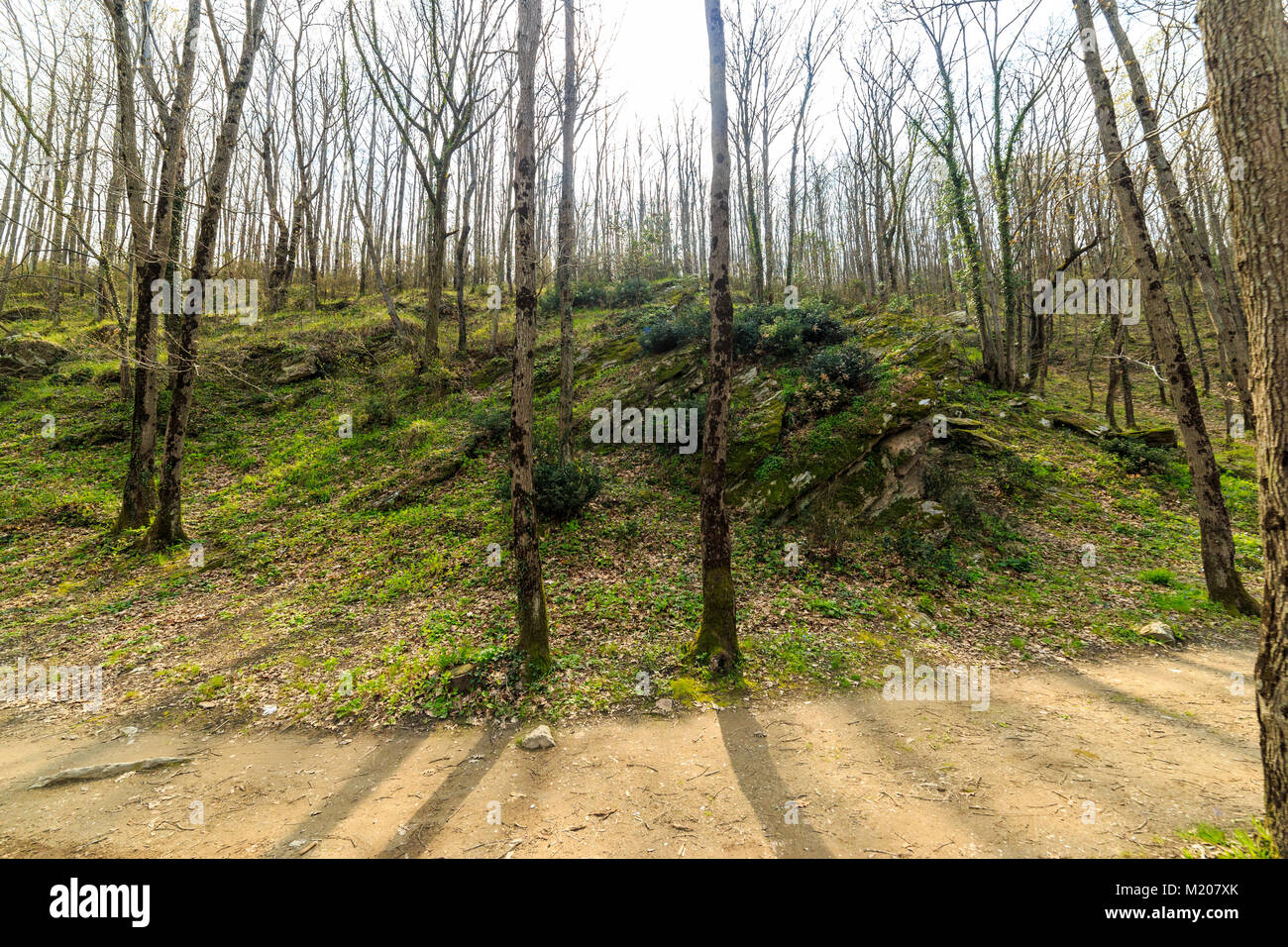 Long exposure forest view with silky river and dynamic colored forest ...