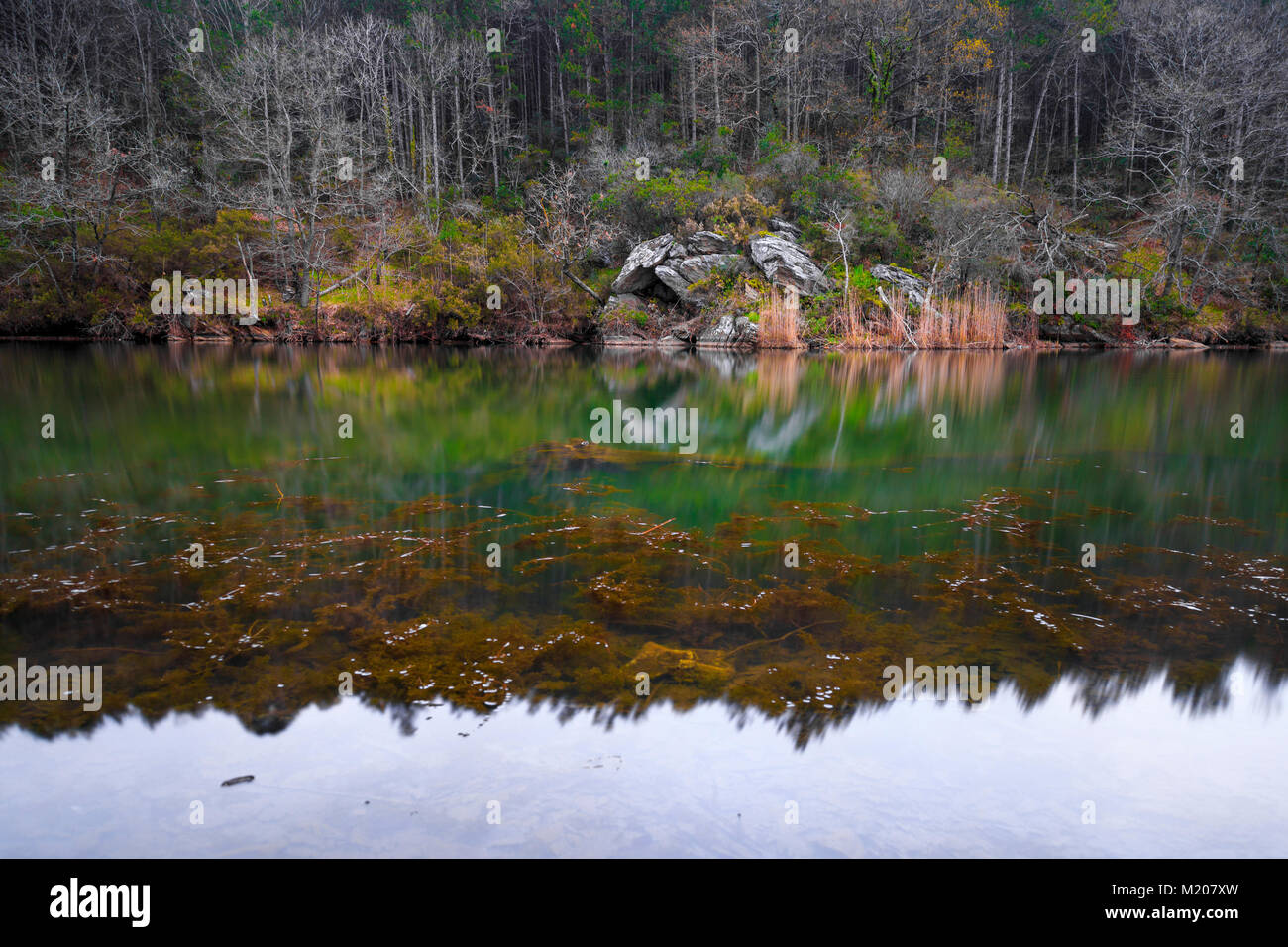Long exposure forest view with silky river and dynamic colored forest ...