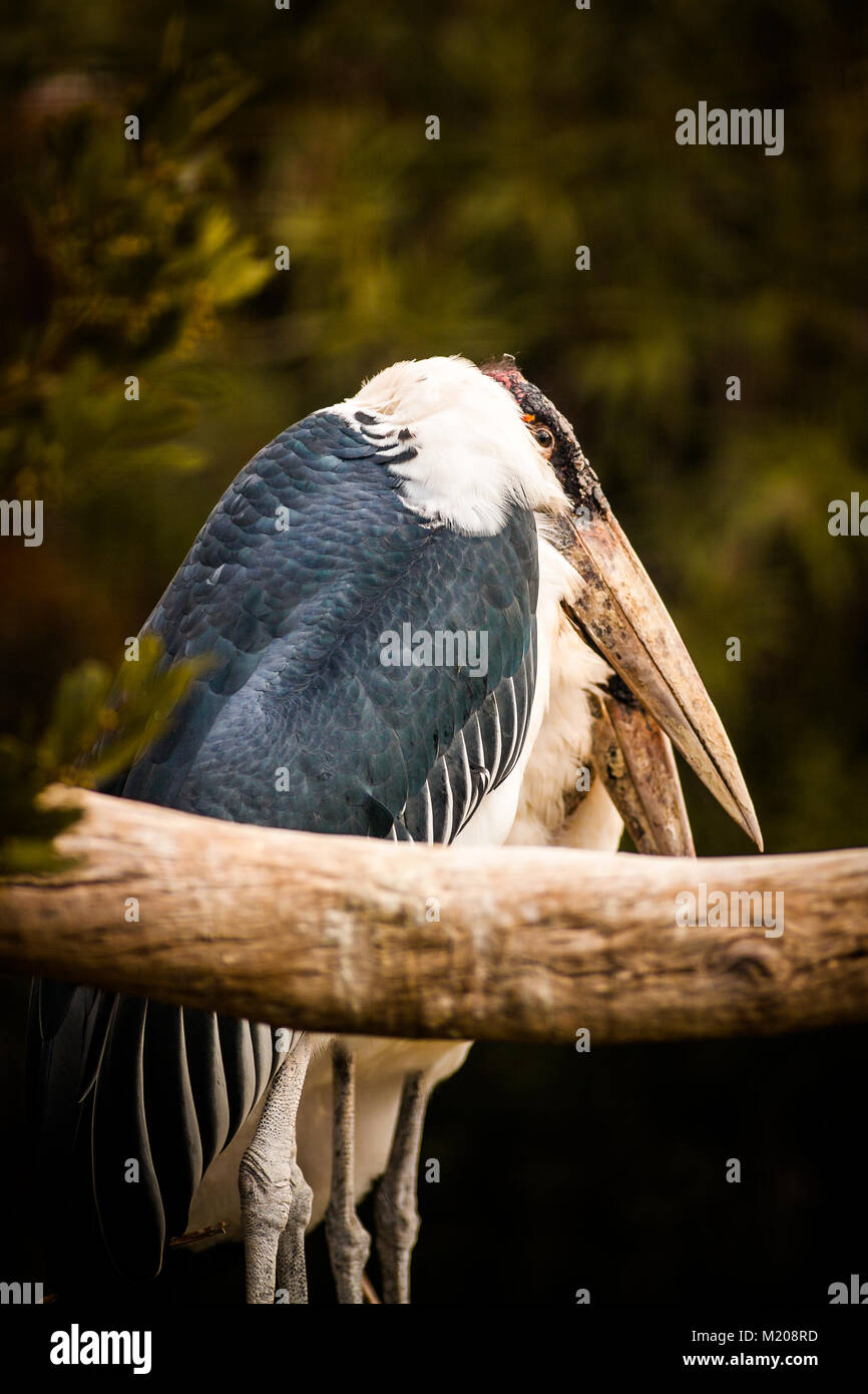 Couple marabou stork leptoptilos hi-res stock photography and images ...