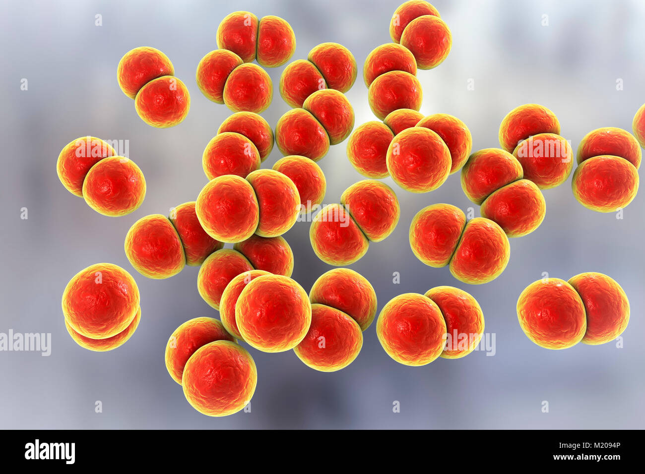 Neisseria Gonorrhoeae Smear From Urethral Discharge