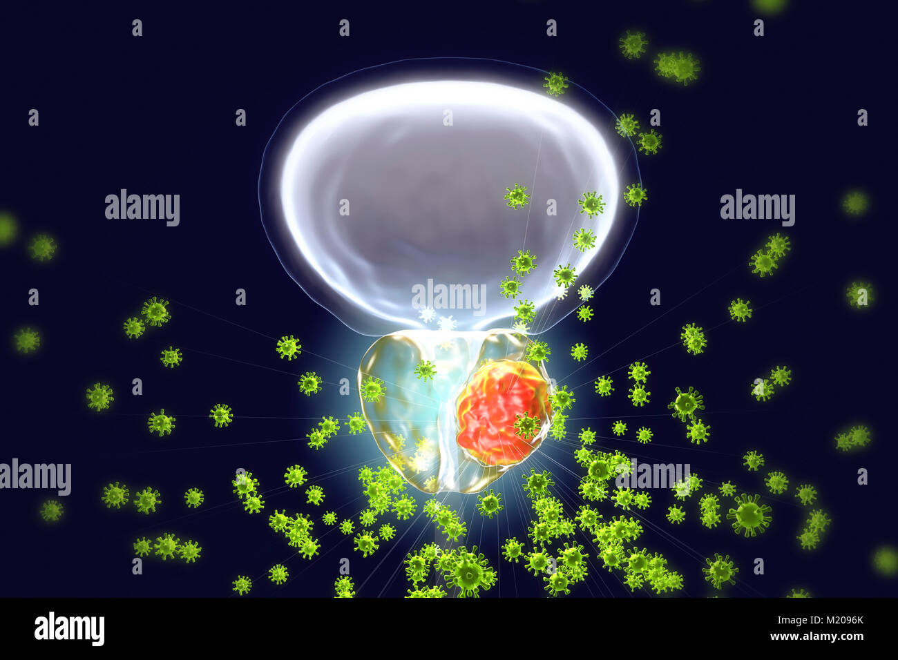 Viral etiology of prostate cancer. Conceptual illustration showing ...