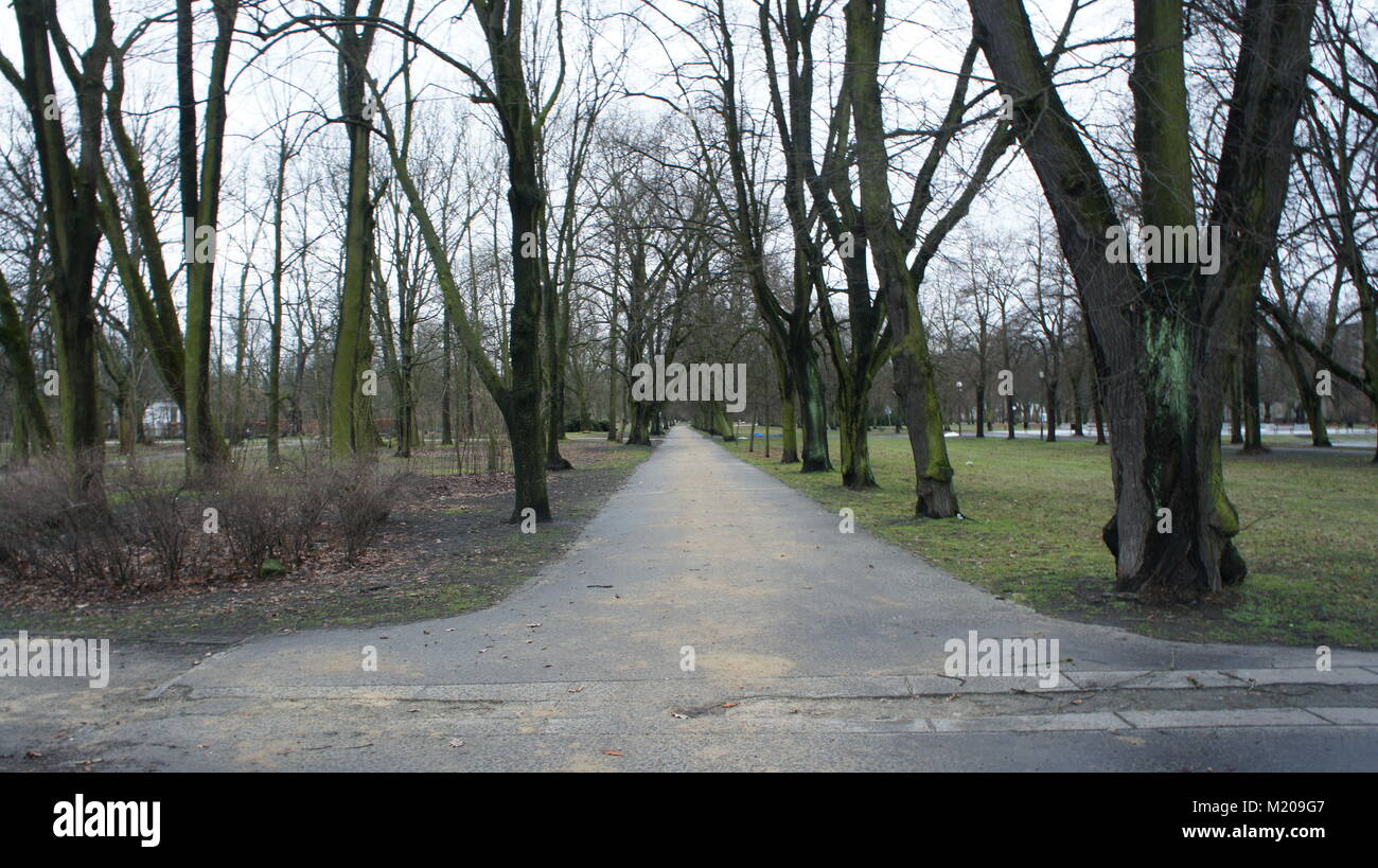 trees without leaves in a park Stock Photo - Alamy
