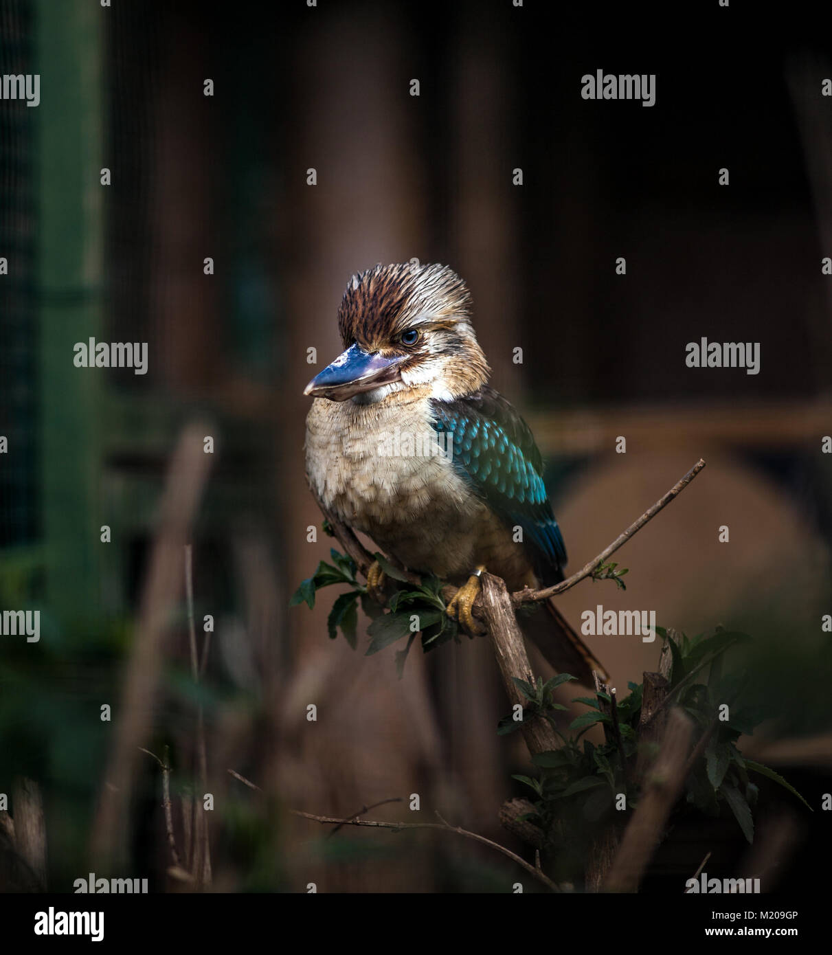 Dacelo leachii, Blue winged Kookaburra, Close up Stock Photo - Alamy