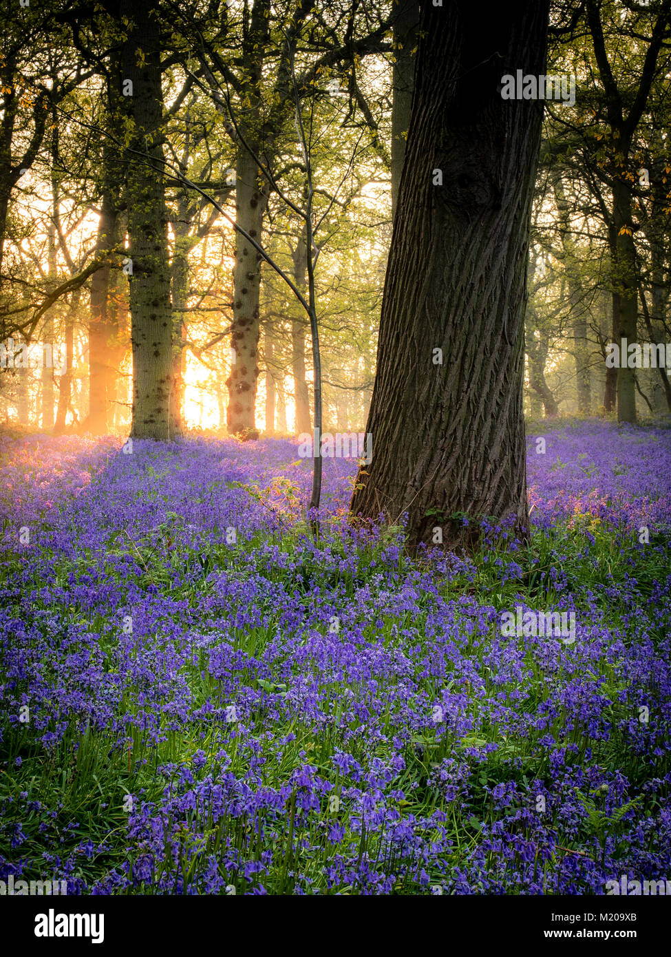 Sunlight shing through the trees onto bluebells at Blickling Stock ...