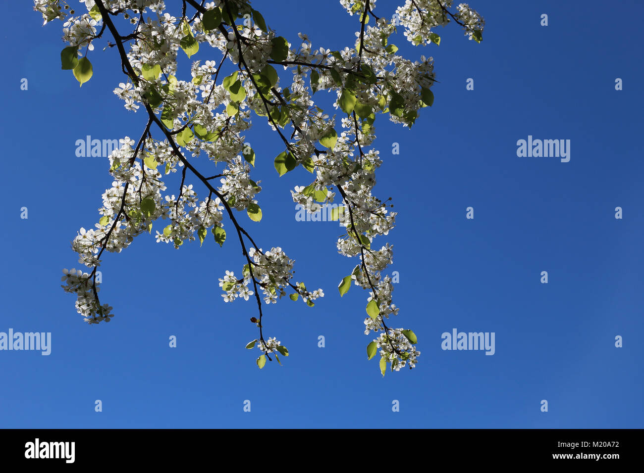 Beautiful white blossoms of the ornamental pear tree (Pyrus calleryana ...