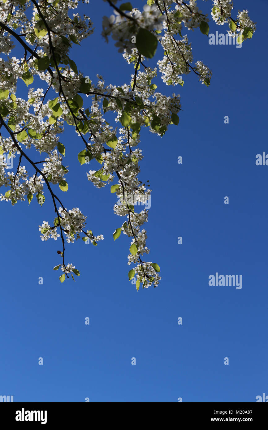 Beautiful white blossoms of the ornamental pear tree (Pyrus calleryana ...