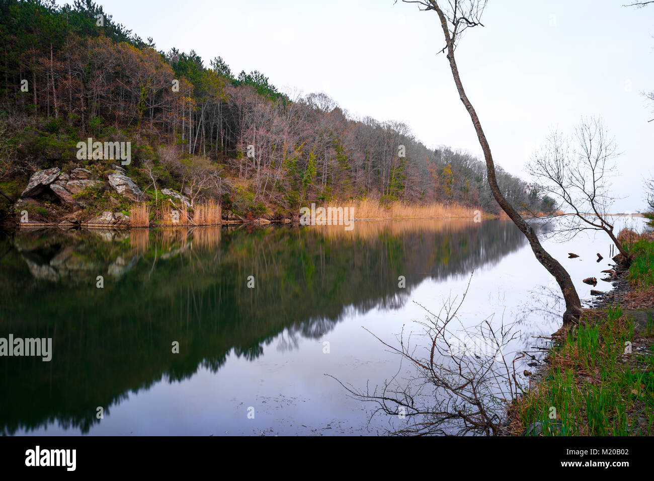 Long exposure forest view with silky river and dynamic colored forest ...