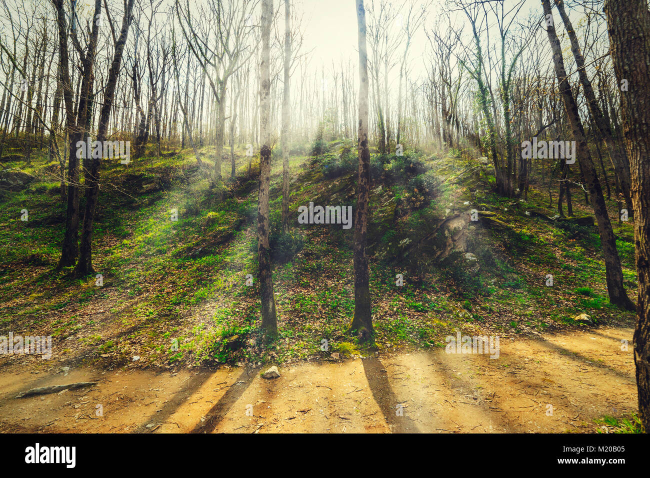 Long exposure forest view with silky river and dynamic colored forest ...