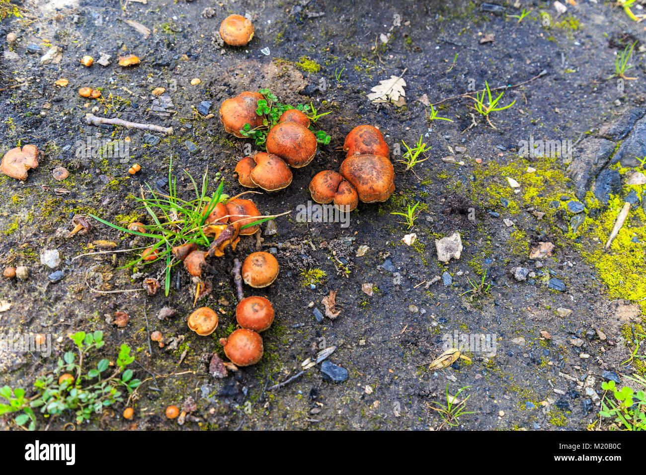 Flatlay view of orange poisonous mushroom Stock Photo - Alamy