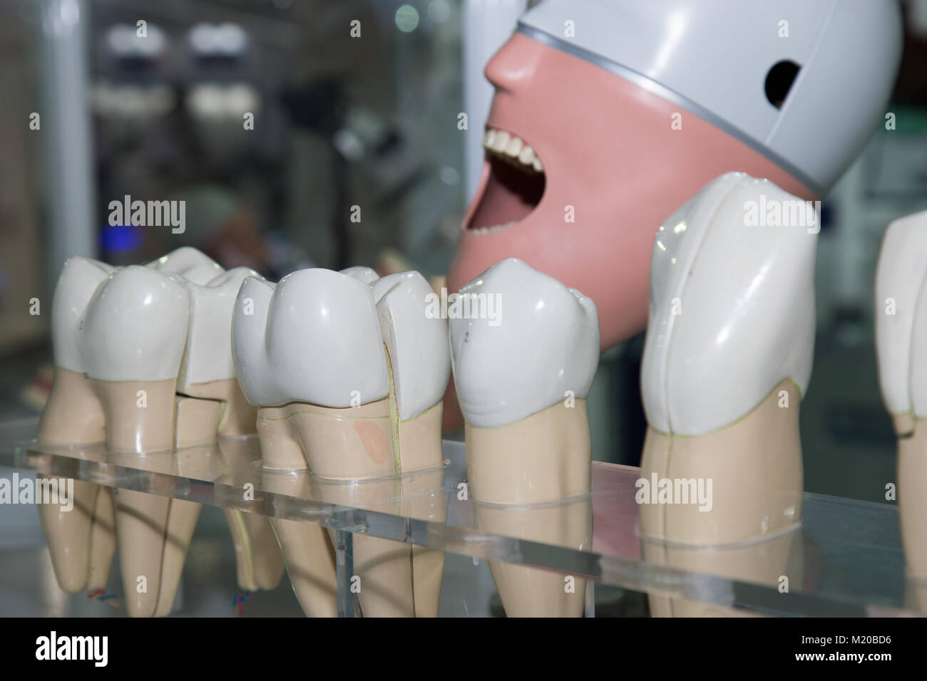 close up to pivot tooth for dental surgery Stock Photo - Alamy