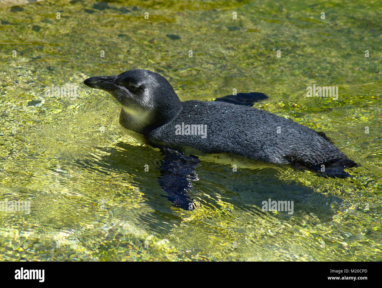Baltimore zoo hi-res stock photography and images - Alamy