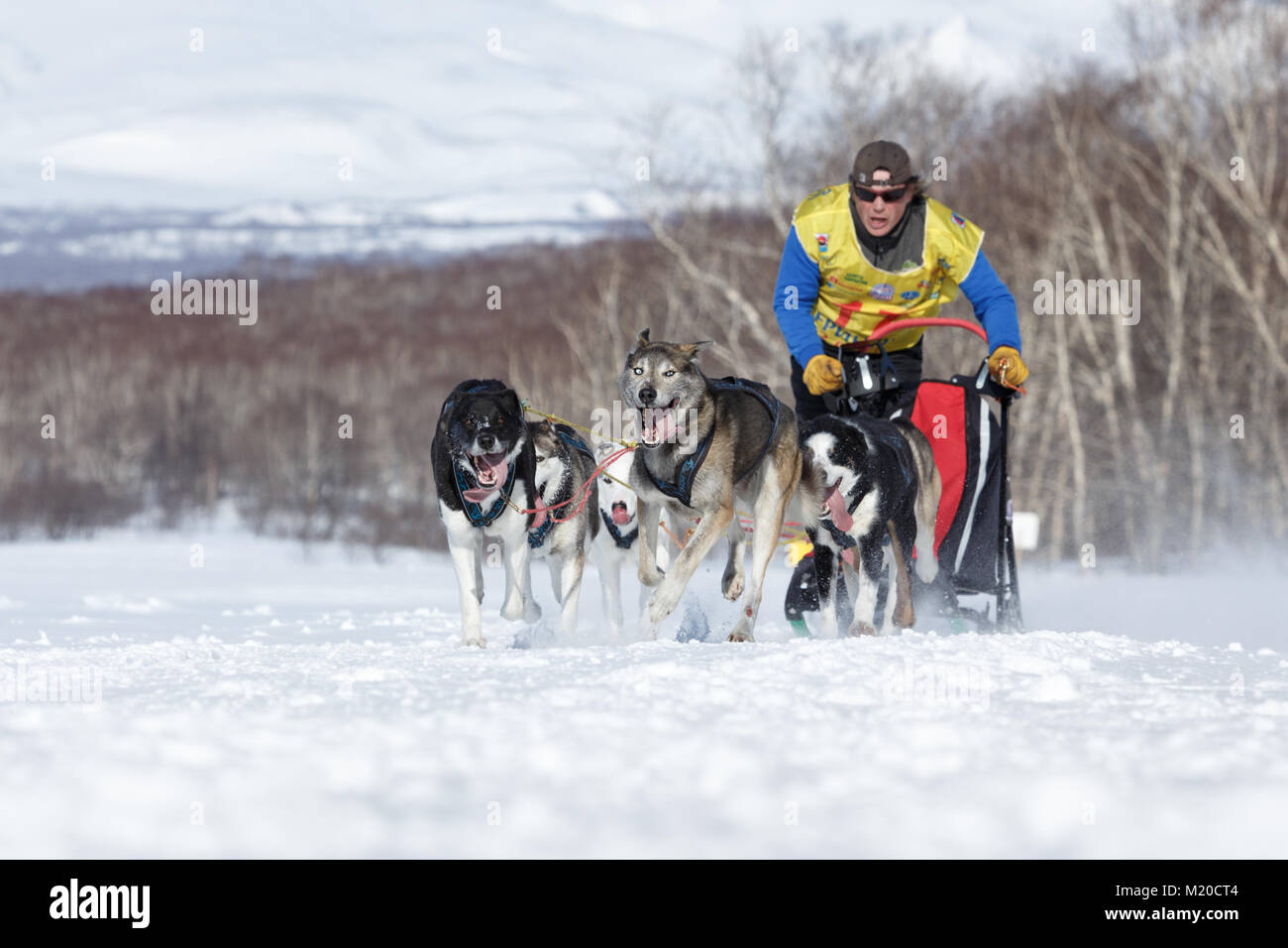 Running sled dog team Kamchatka musher Semashkin Andrey. Kamchatka Sled ...
