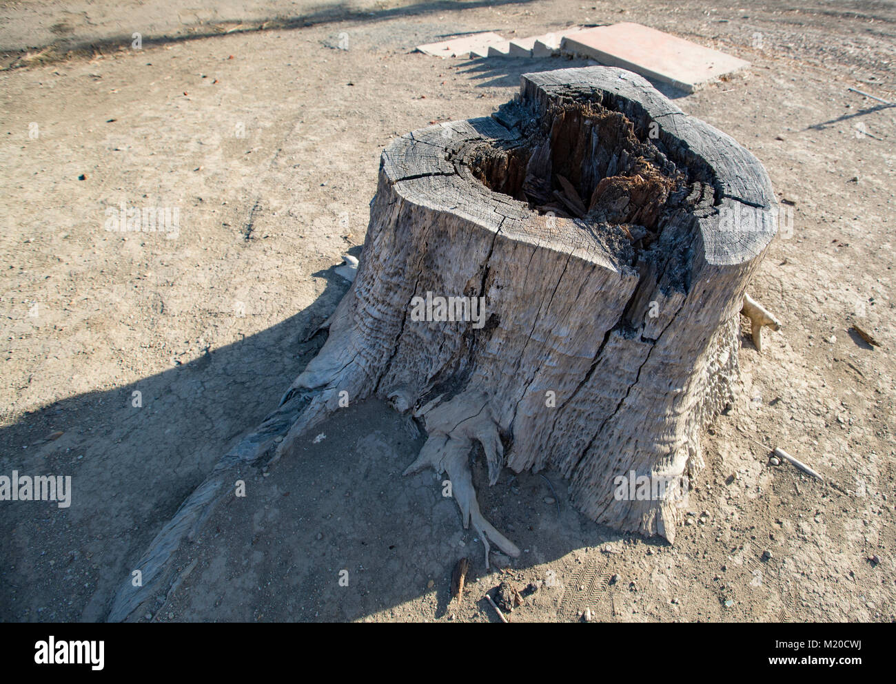 Decayed tree stump hi-res stock photography and images - Alamy
