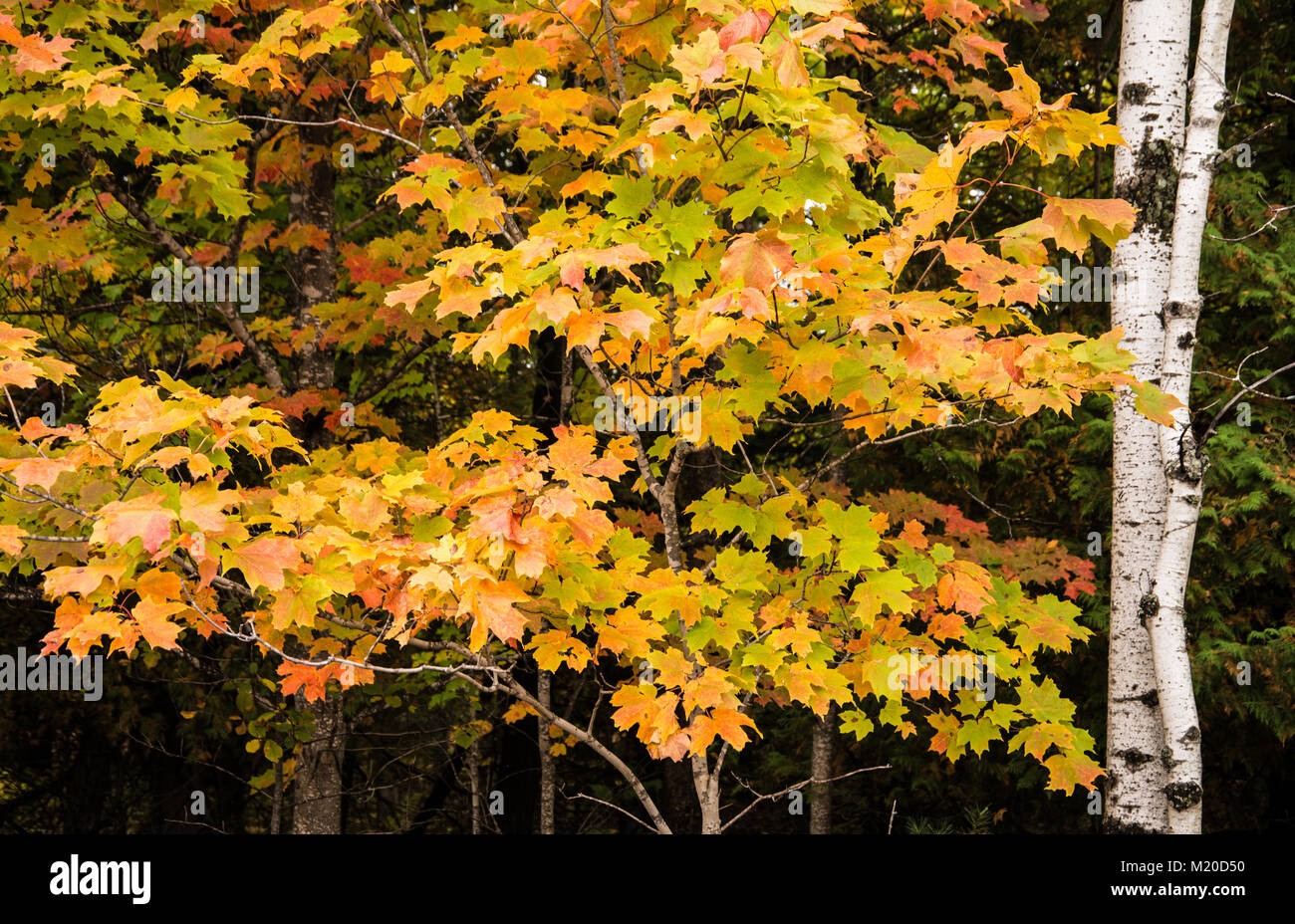Colorful autumn leaves in a forest in northern Michigan Stock Photo - Alamy