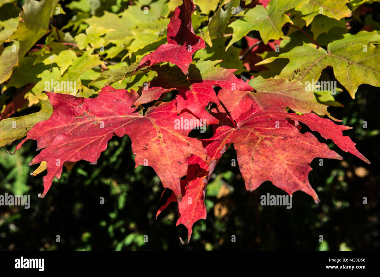 Colorful autumn leaves in a forest in northern Michigan Stock Photo - Alamy