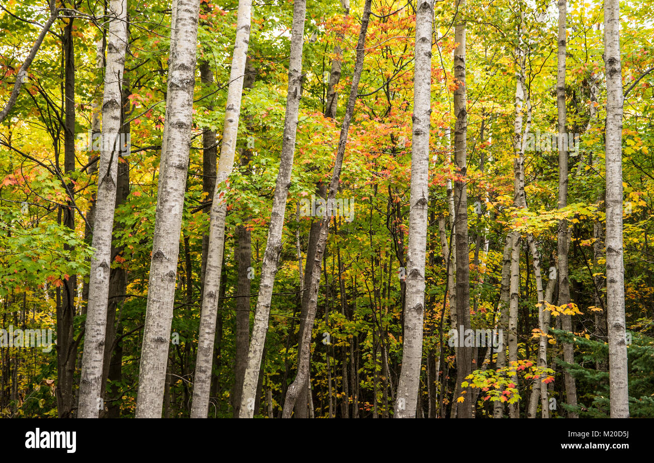 Colorful autumn leaves in a forest in northern Michigan Stock Photo - Alamy