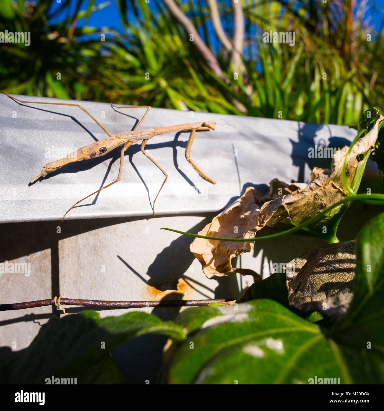 Green garden mantis hi-res stock photography and images - Alamy