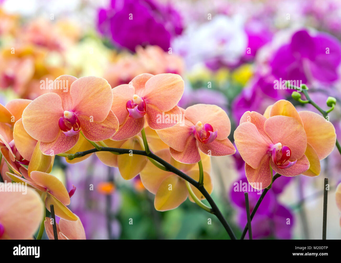 Beautiful multi colored multi orchids hi-res stock photography and ...