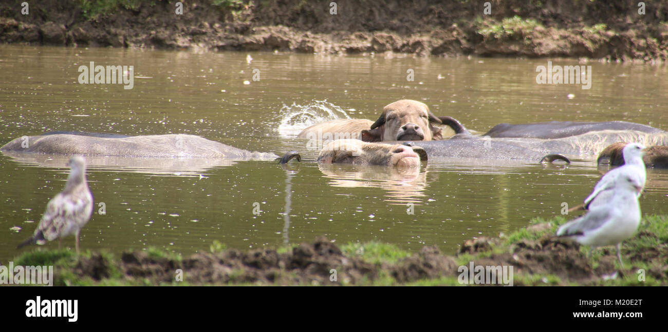 African water buffalo swimming in water hole with head above water ...