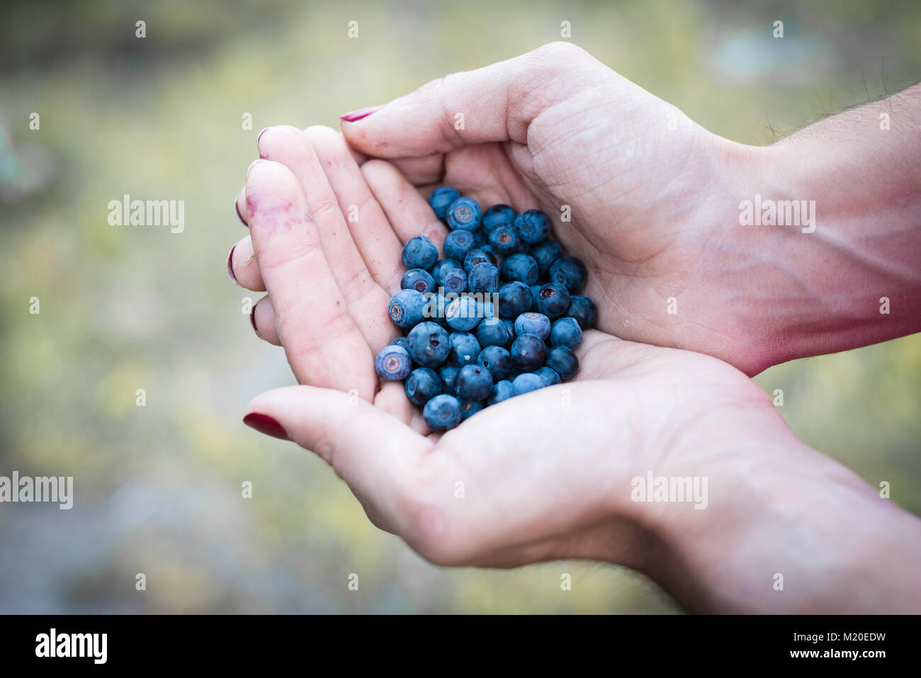 Hand holding blueberries hi-res stock photography and images - Alamy